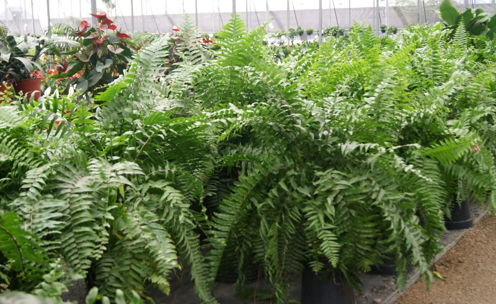 Helechos; Blechnum