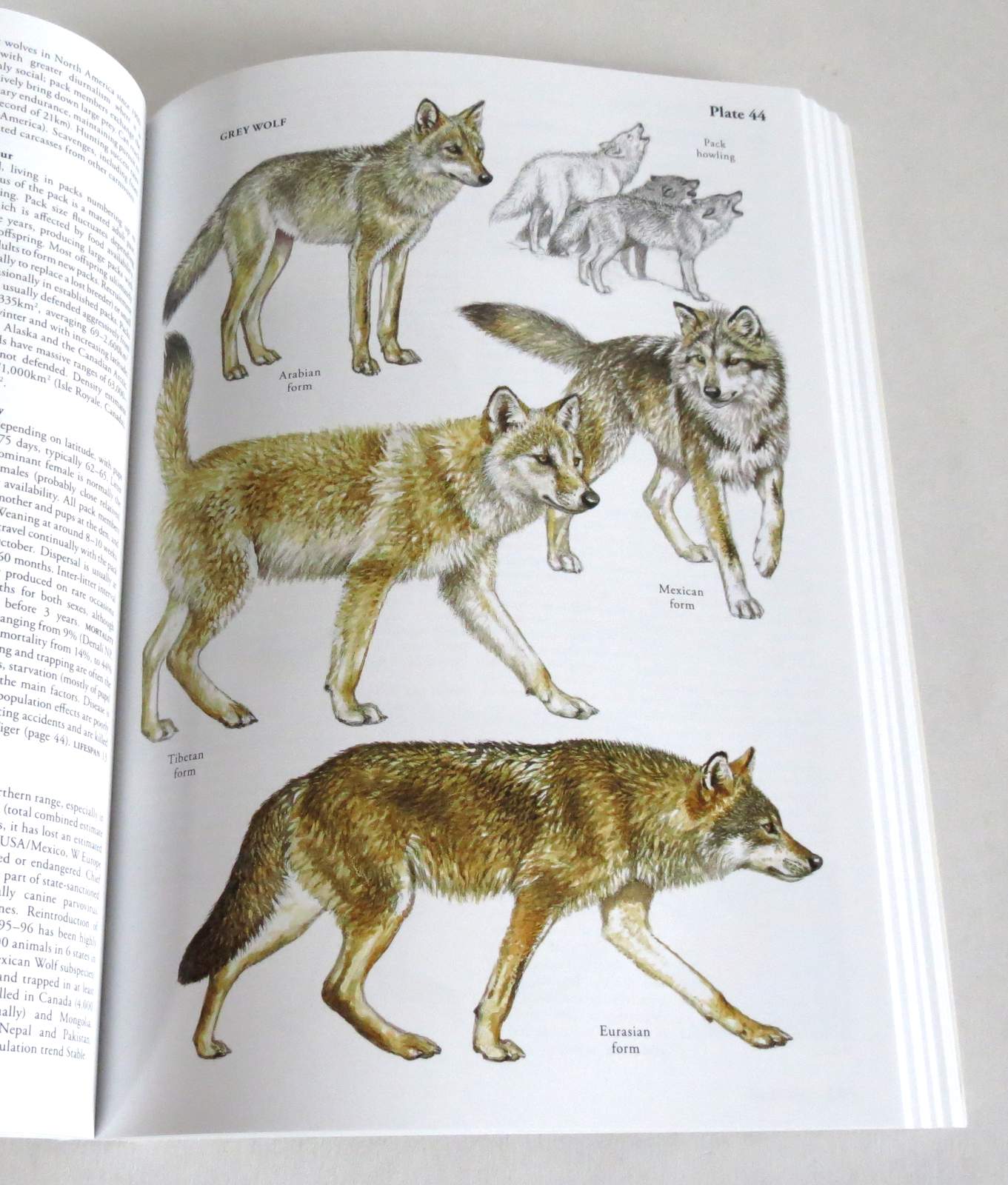 Book Review - Carnivores of the World - Princeton University Press ...