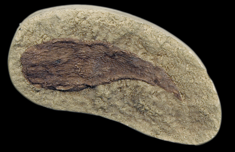 Chordata ~ Dunia Hewan