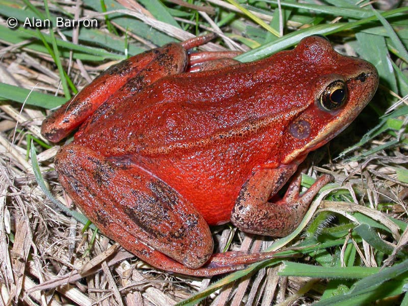 BIO 227:2: The California Red-Legged Frog's Hopeful Recovery