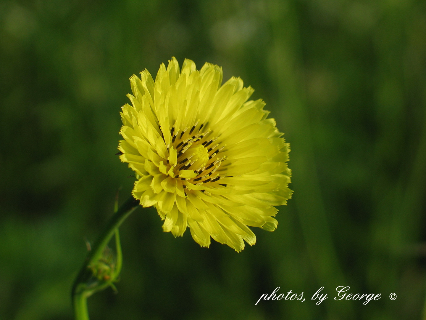 "What's Blooming Now" : Carolina Desert-Chicory, False Dandelion ...
