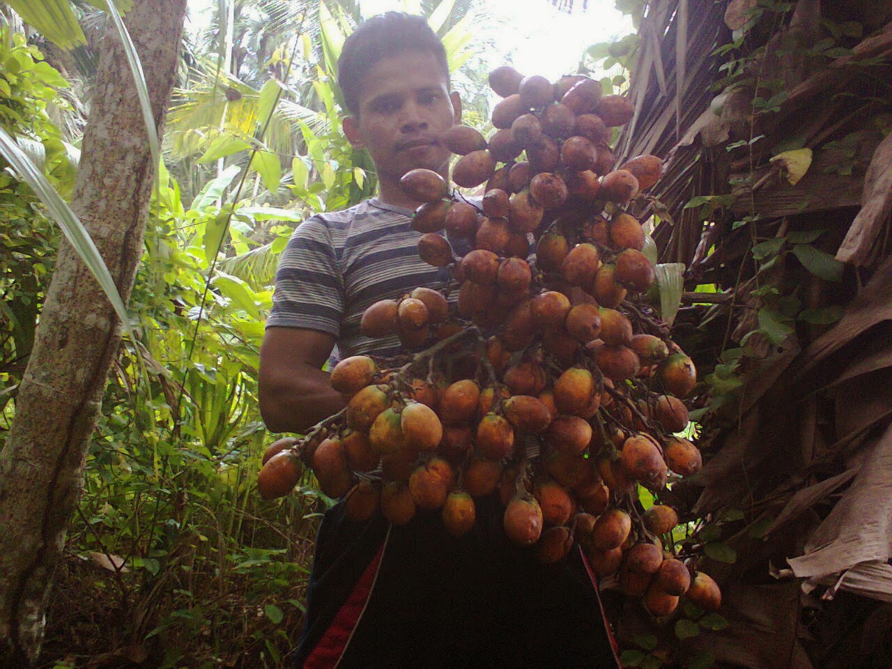 RAHASIA SUSKSES BUDIDAYA GAHARU: Peluang Budidaya Pinang Yang Sangat ...
