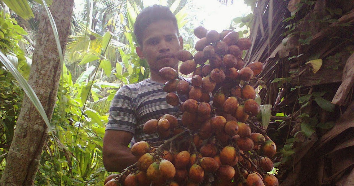 RAHASIA SUSKSES BUDIDAYA GAHARU: Peluang Budidaya Pinang Yang Sangat ...