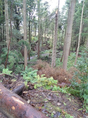 After the Storm – A Transient Art Project | Creative STAR Learning | I ...