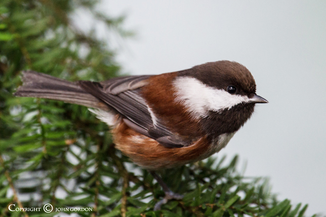 John Gordon/Listening to Birds: Queen's Park Birds and Twitchers