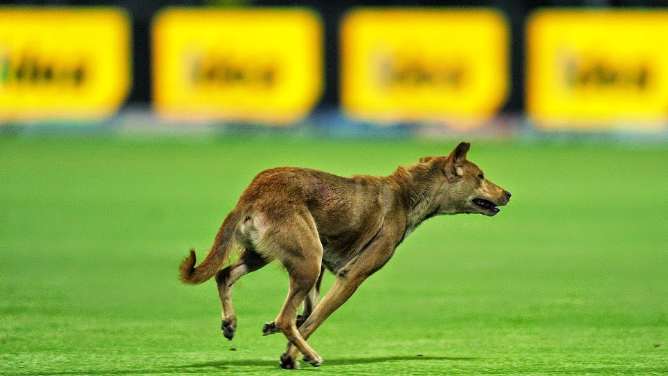 Perro ingresa en pleno partido de fútbol, muerde a un jugador y después ...