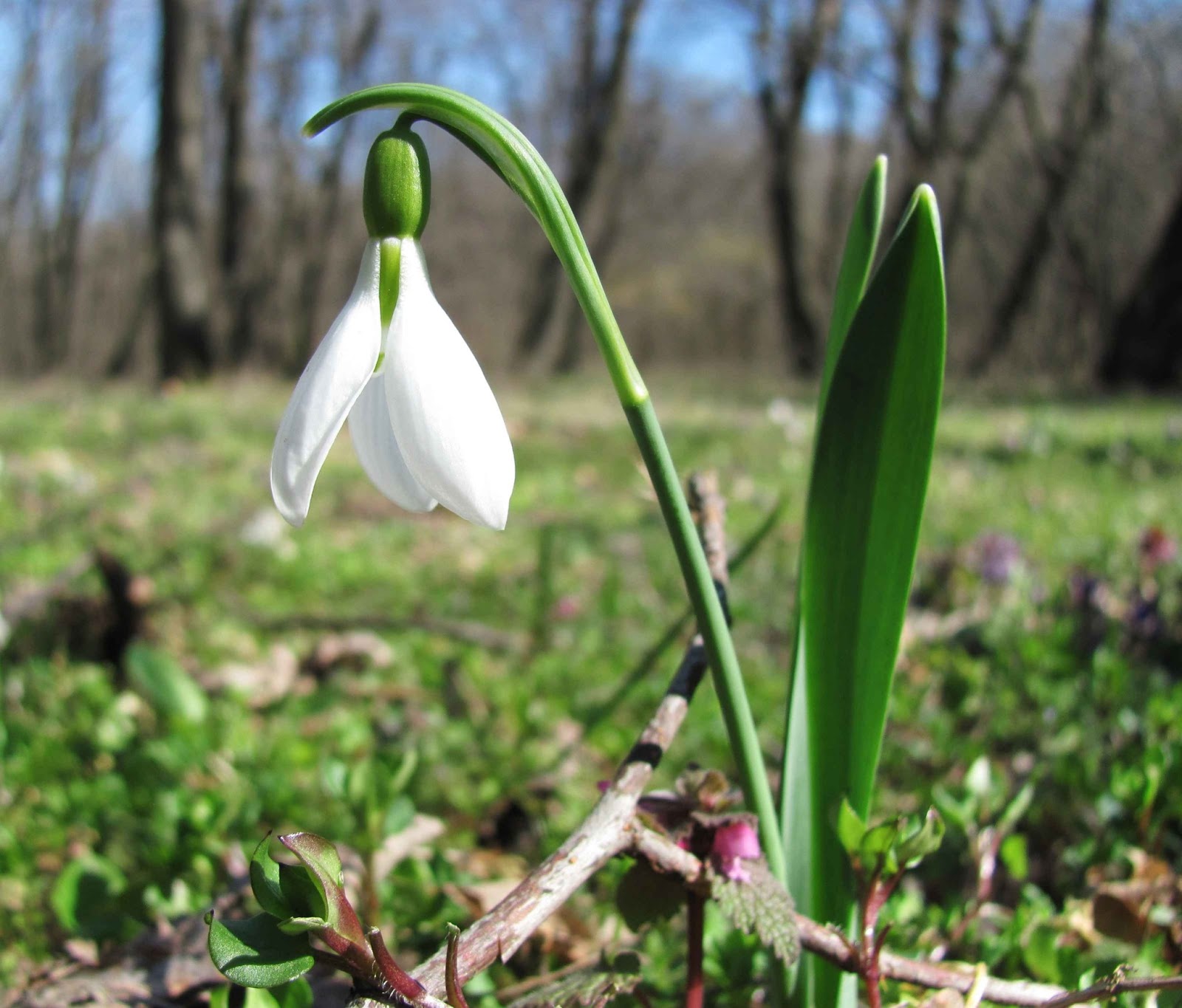 1 MARTIE 2013 - DORESC TUTUROR PRIETENILOR O PRIMVARA FRUMOASA !I wish ...