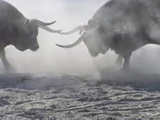 HD Wallpapers and HD Photos: Bull HD Wallpaper