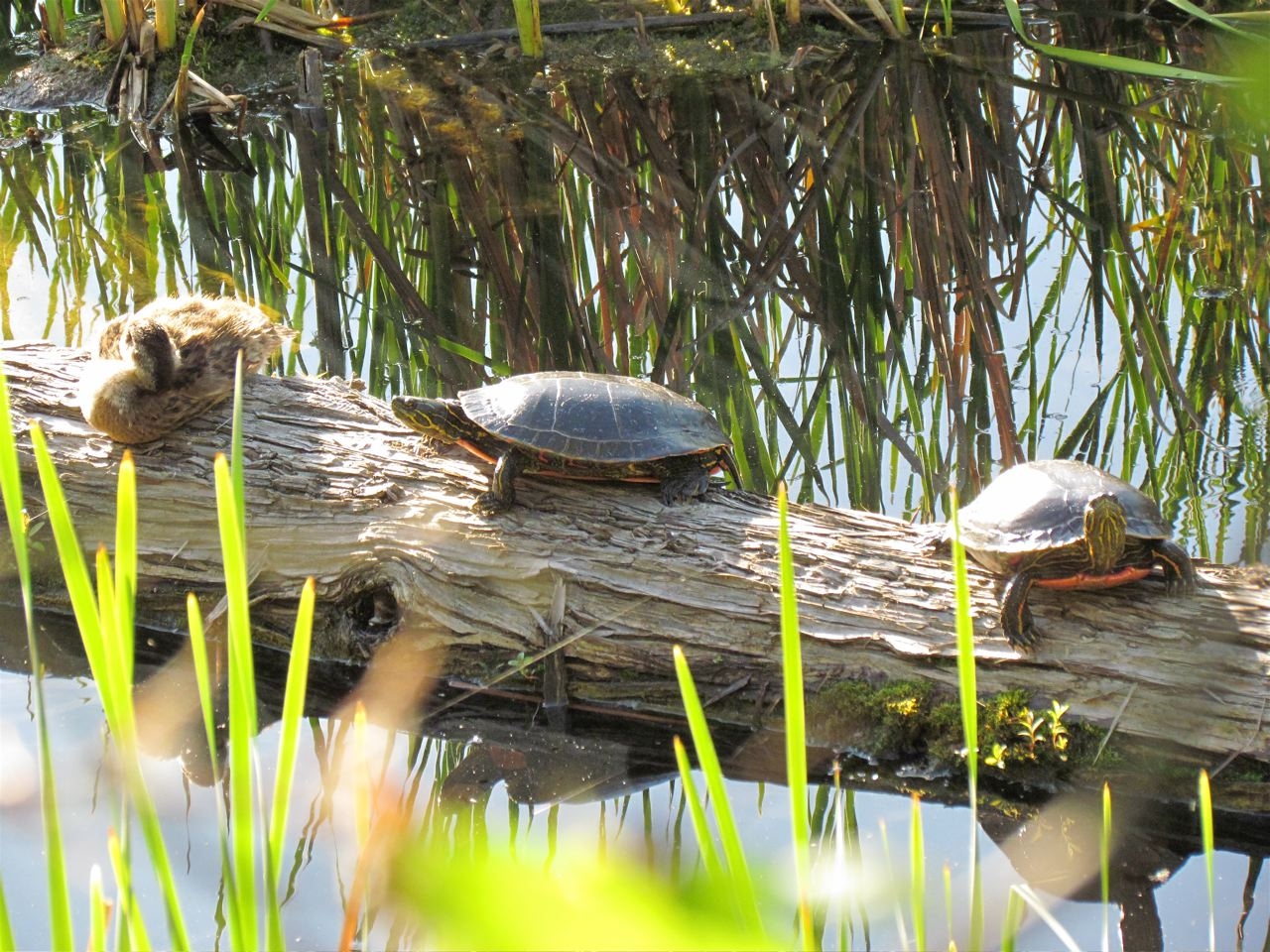 The Cranbrook Guardian: Busy Saturday at Elizabeth Lake