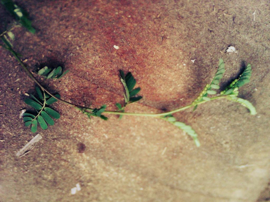 Gambar Daun Meniran Terlengkap | Kumpulan Gambar