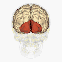 Descubriendo El Cerebro : marzo 2017