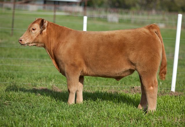 Austin Cattle Company: Our best slick shear and breed steers offered in ...