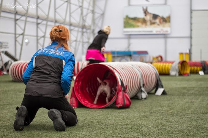 Welshi terjerite agilityuudised: Terjerite Meistrikad 2014