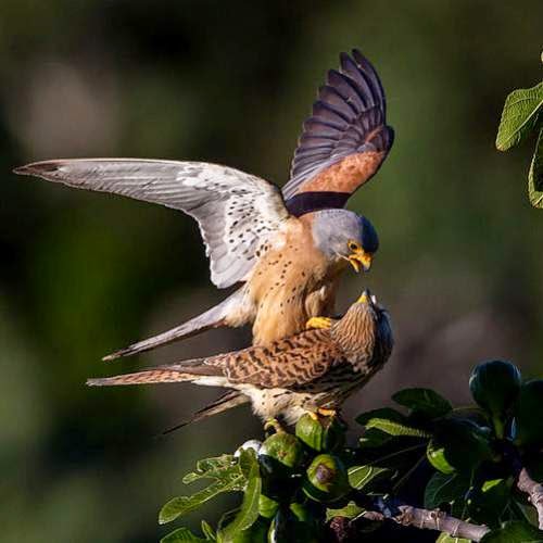 Lesser kestrel | Birds of India | Bird World
