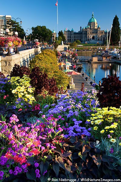 Mondial: INSULA VANCOUVER , PROVINCIA BRITISH COLUMBIA , CANADA