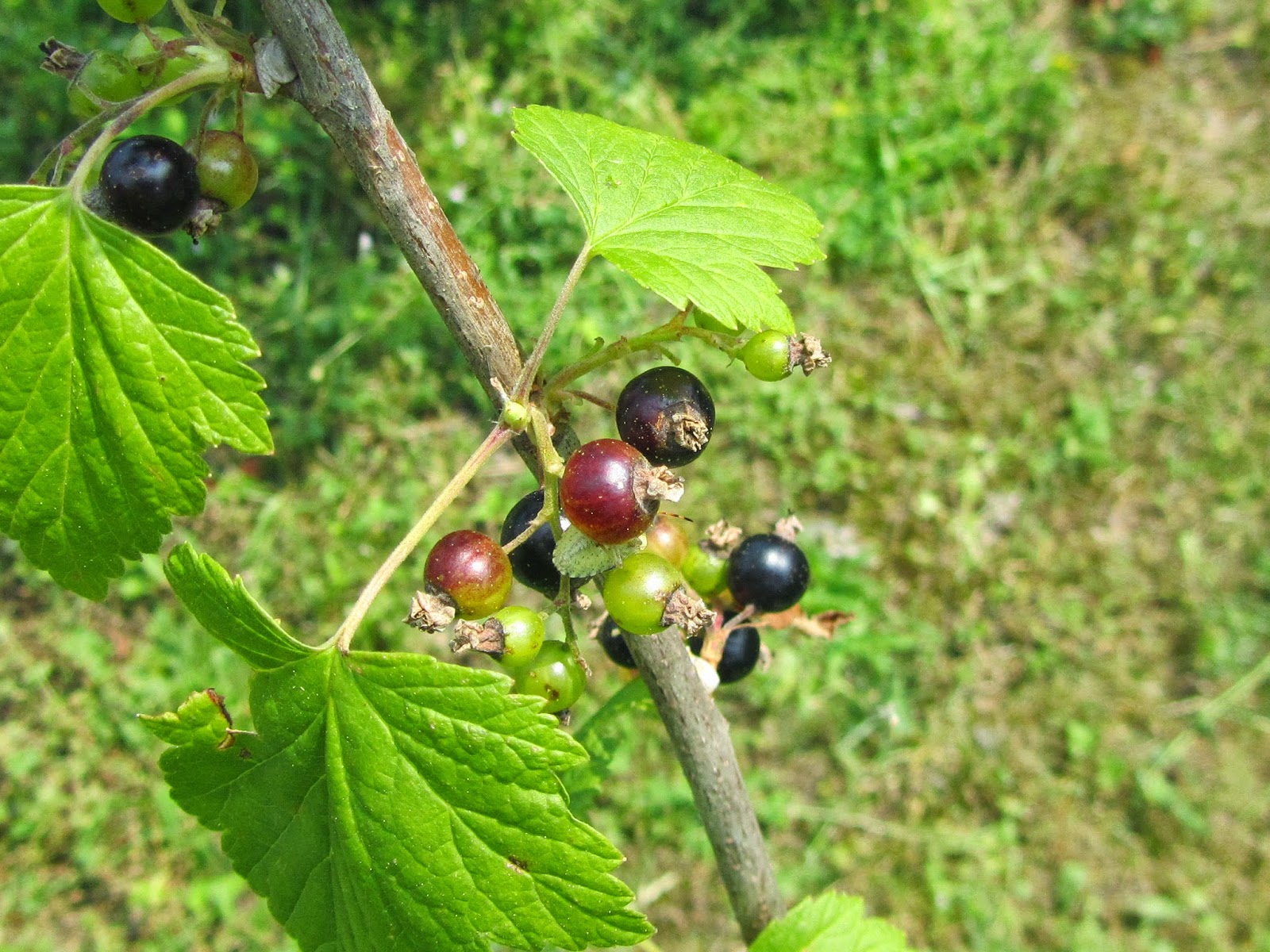 Come Coltivare il Ribes Nero (Ribes nigrum) | Il Gusto Della Natura