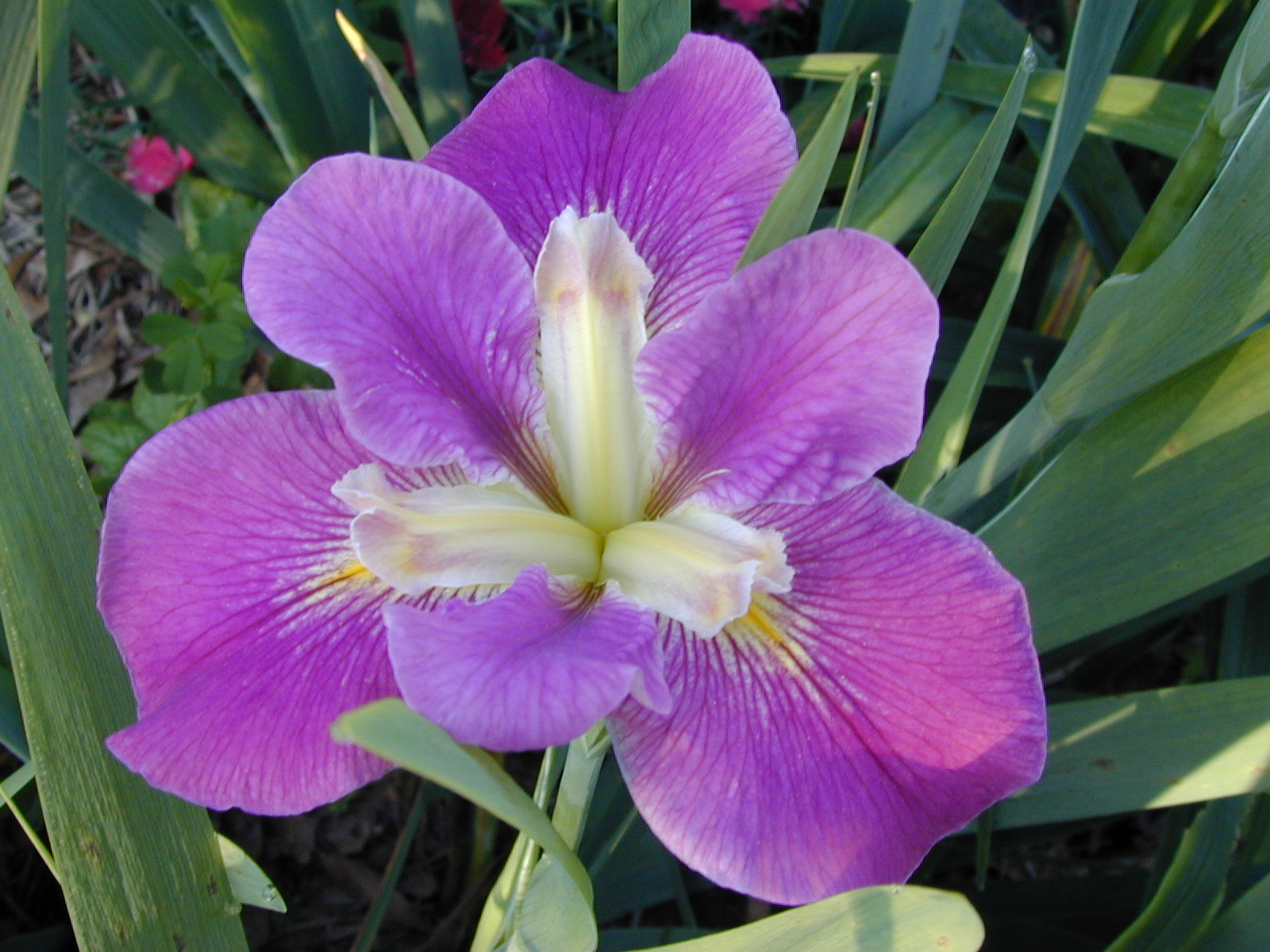 World of Irises: Louisiana Irises That Make Me Happy