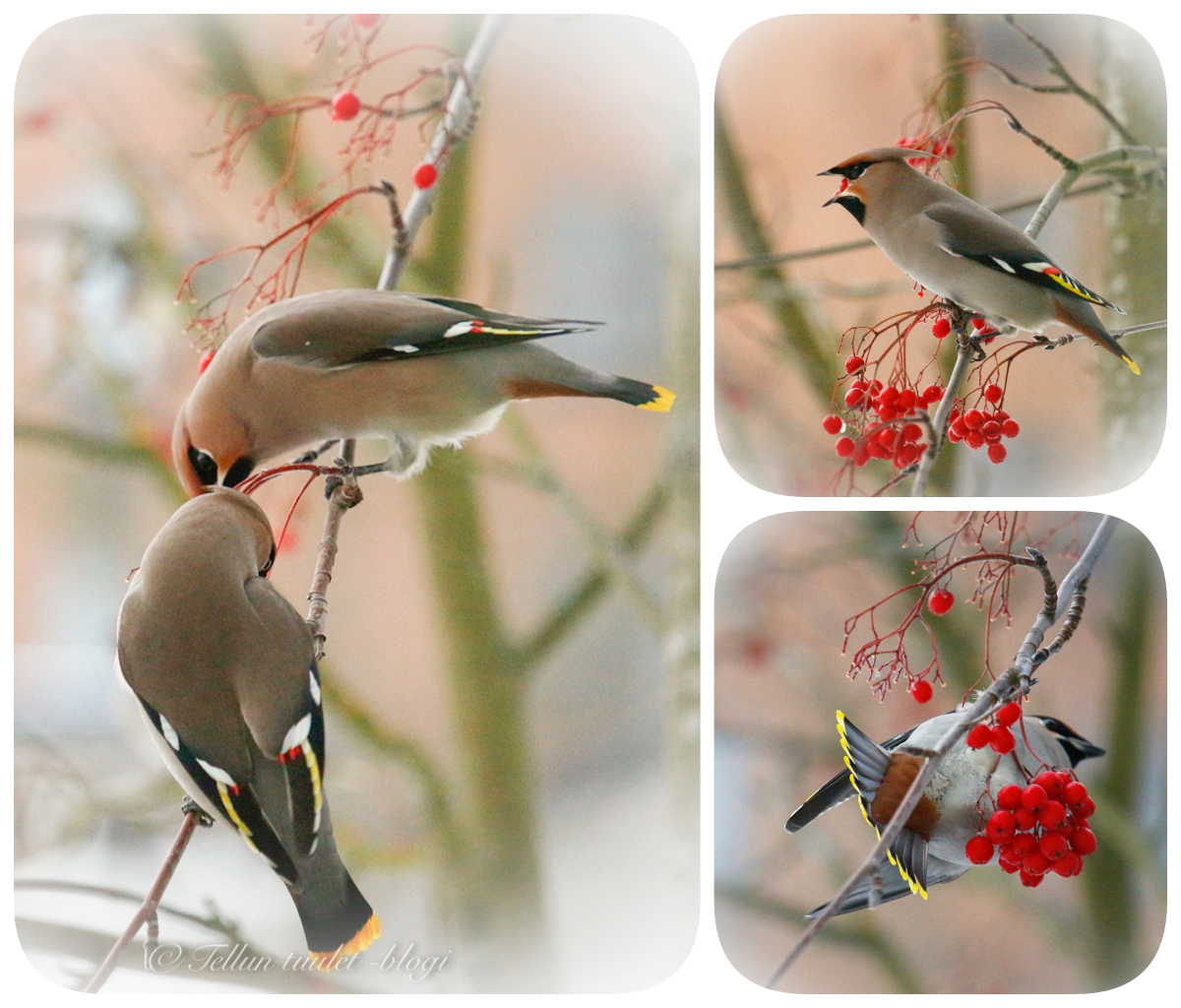 Joulukuun lintukuvat 1