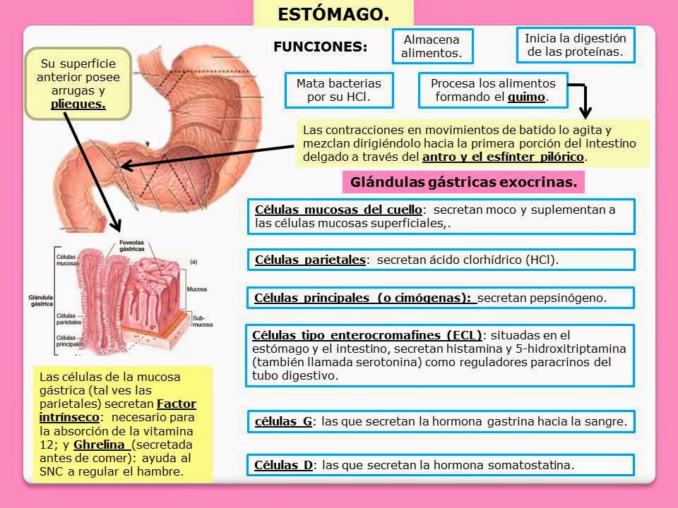 FUNCIONES DE LOS ÓRGANOS DEL SISTEMA DIGESTIVO Y FASES DE LA DIGESTIÓN ...