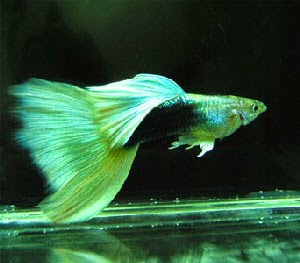 Fresh Water Fish Keeping: Guppy Fish