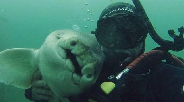 Kisah Persahabatan Antara Manusia dan Hiu Ganas - Dunia Satwa