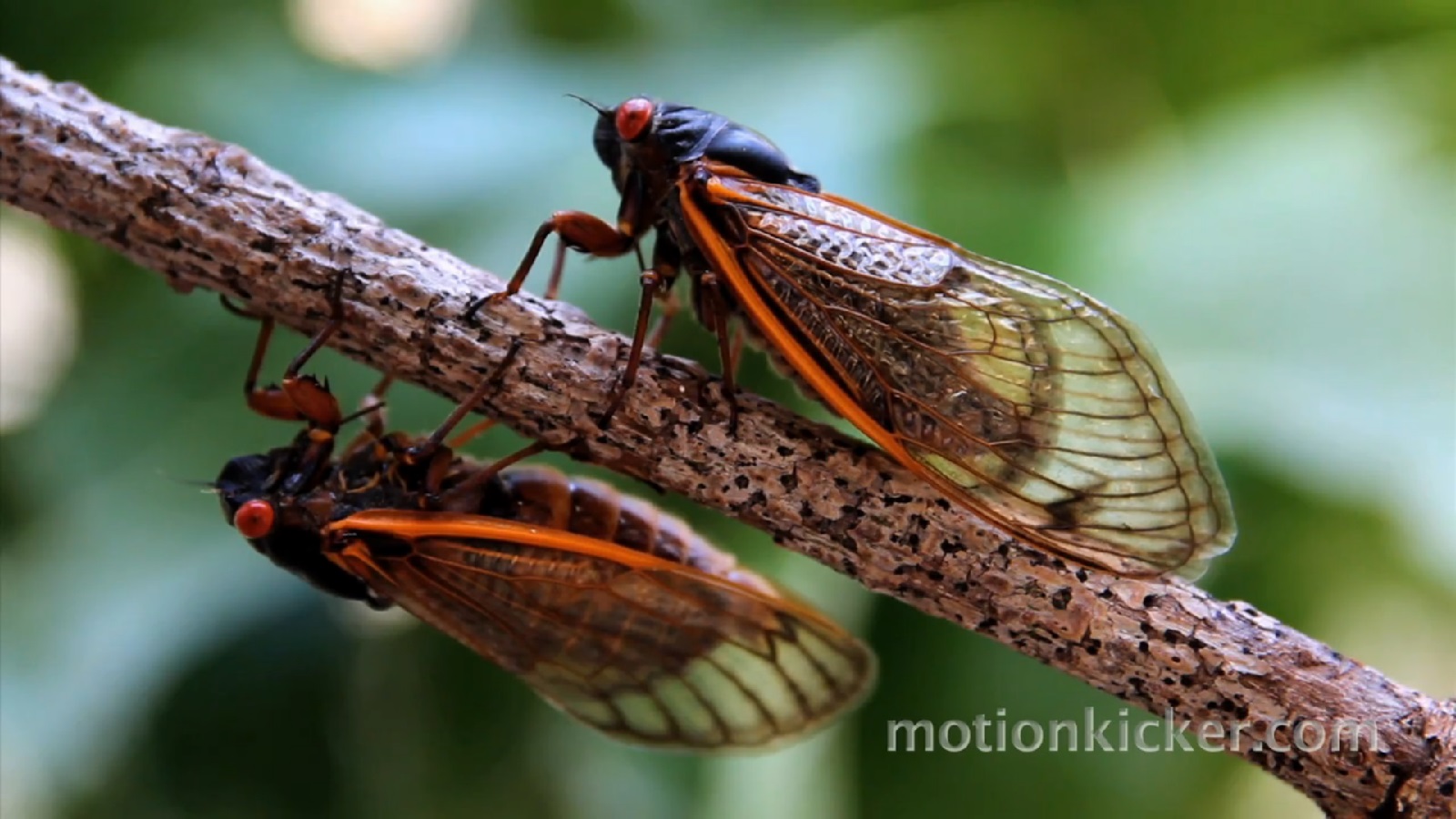 Real Monstrosities: Return of the Cicadas