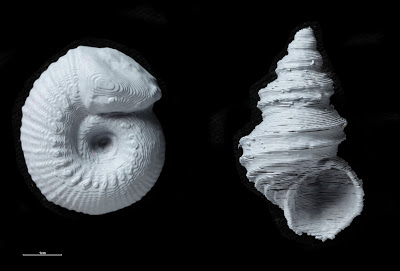Print3d World: Nueva web con miles de fósiles digitalizados e ...