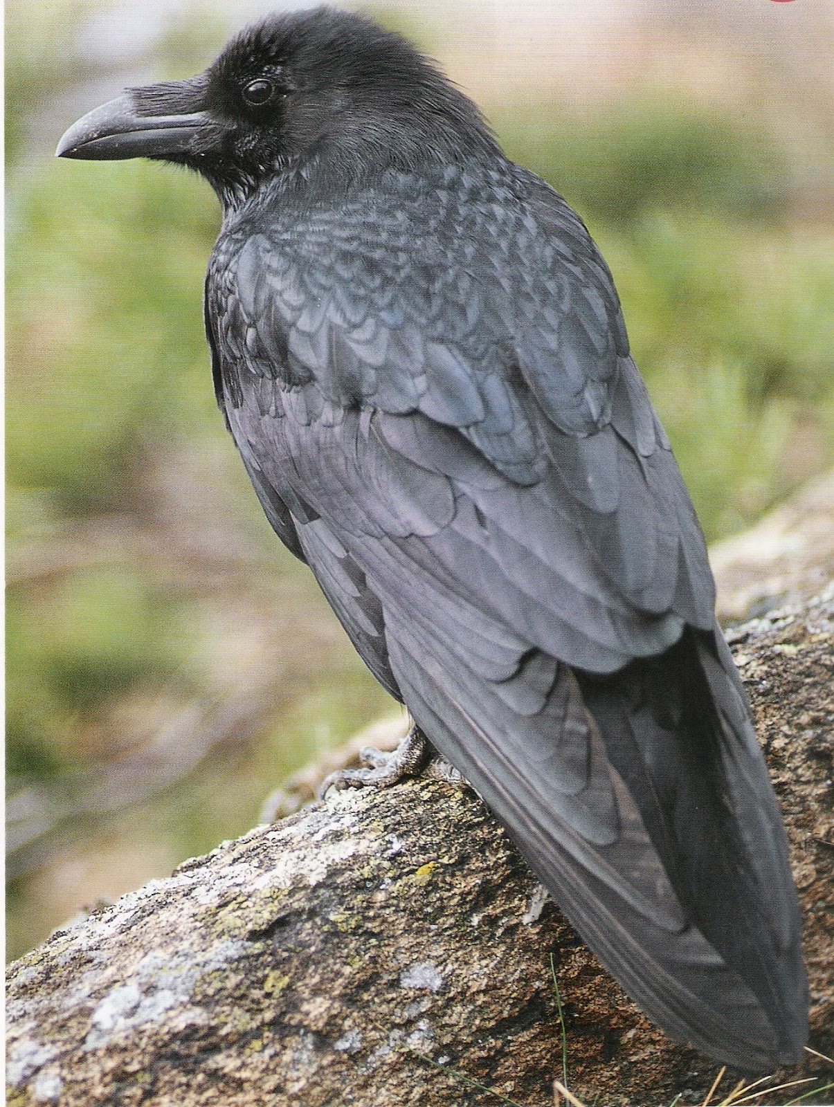 Zoológico Virtual do Koba: Corvo