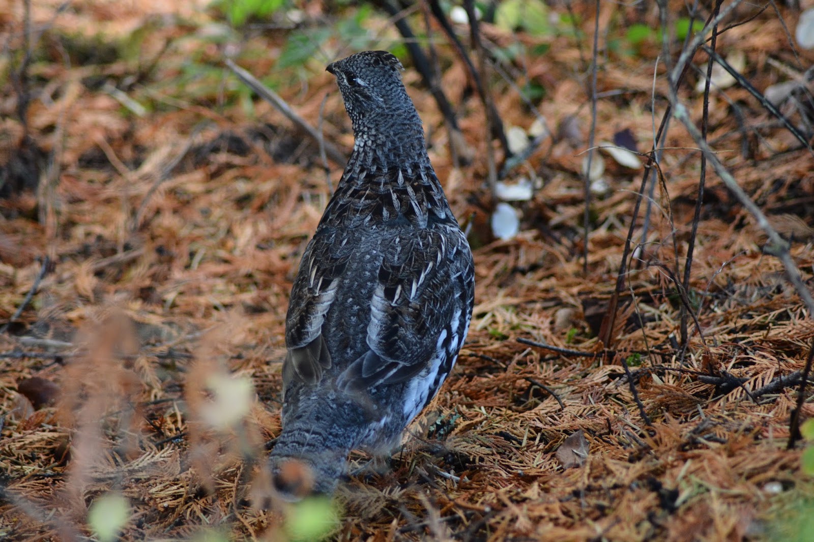 Gordon Setter Crossing: Ruffed Grouse ~ Oct. 2015