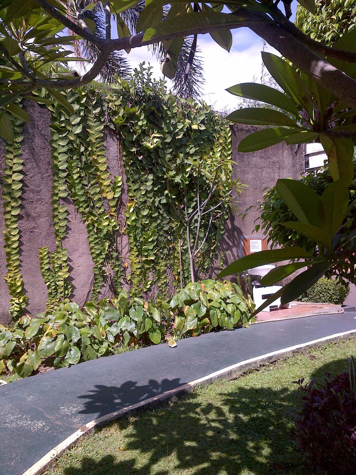 Baru 40+ Tanaman Rambat