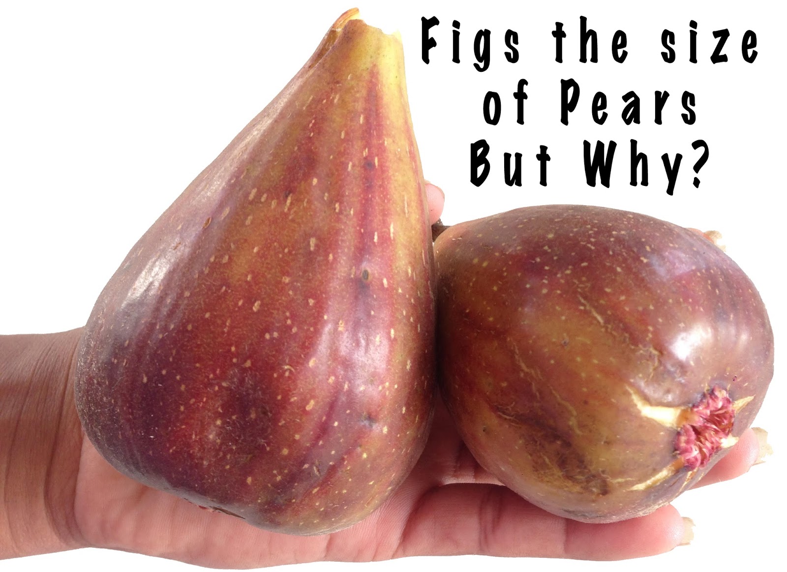 Daleys Fruit Tree Blog: Figs the size of Pears, But Why? Breba Black ...