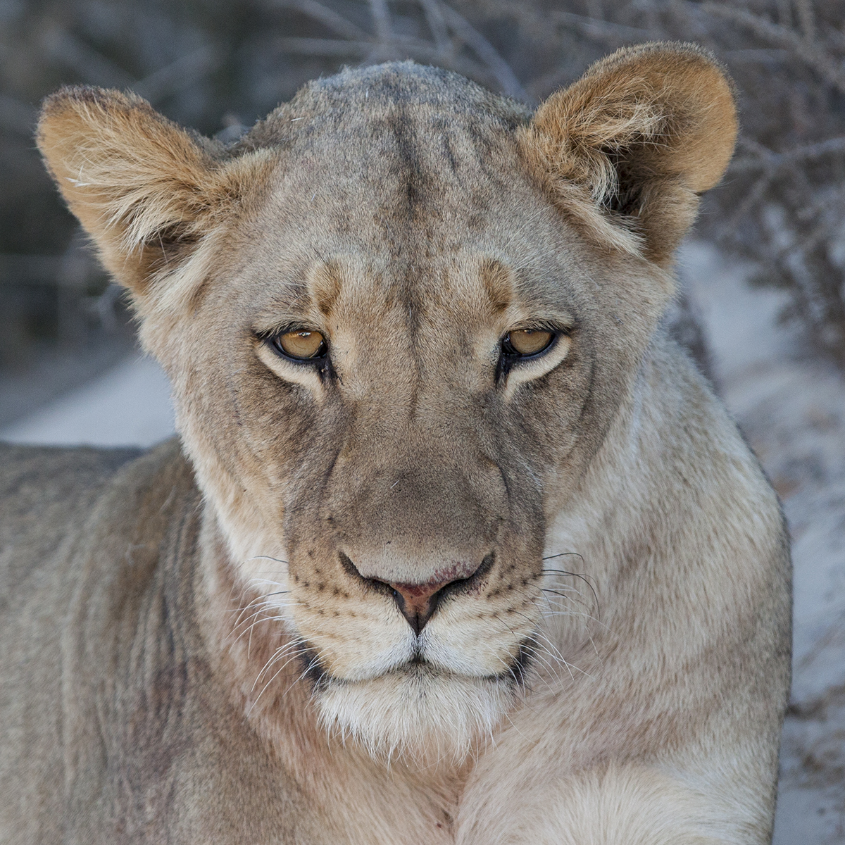 SIDECAR: Una Leonessa lungo la strada - A Lioness on the road