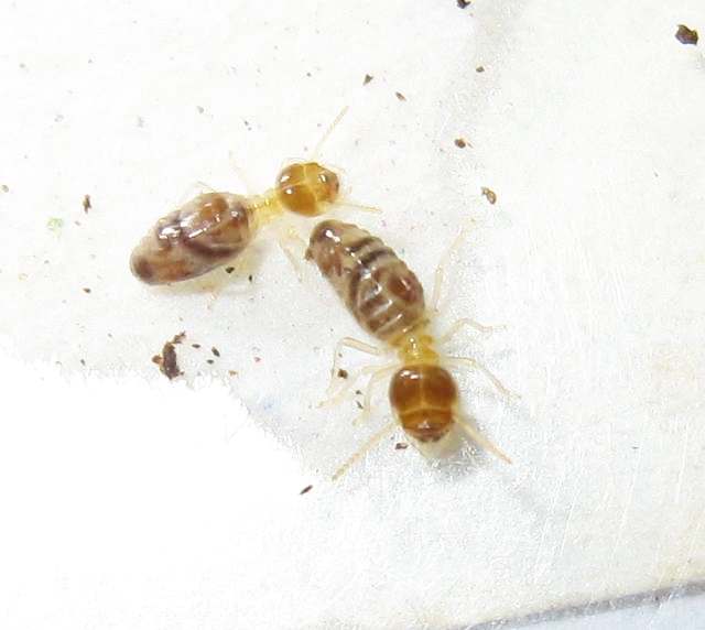 Photos and Info on Ants and Termites of Malaysia: Bulbitermes