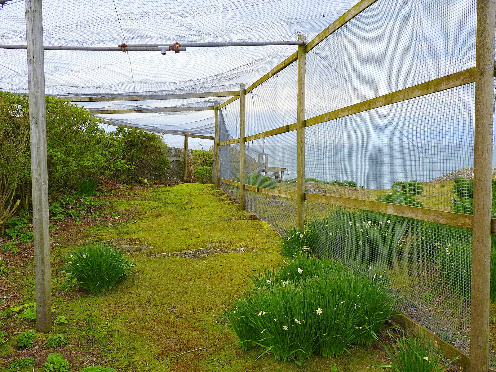 Birding For Pleasure: Good Fences - Helogoland trap