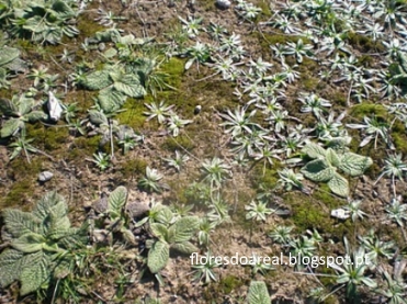 Plantas e Flores do Areal: Erophaca baetica syn. Astragalus lusitanicus
