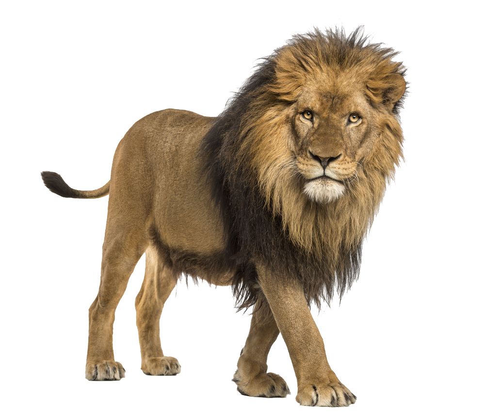 Lion PNG image with transparent background - PNG Sector