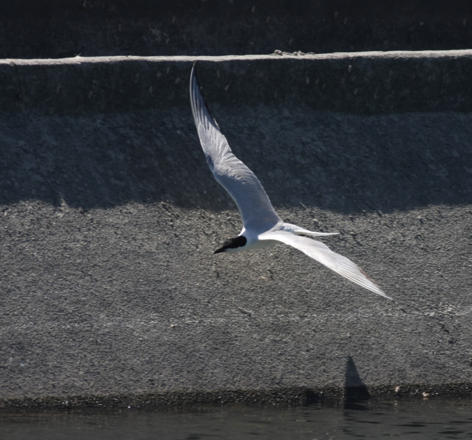 La Palma Birds: Gull-billed Tern