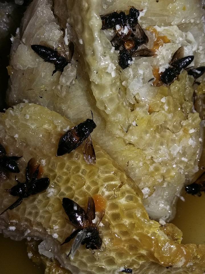 Semua Tentang Madu Lebah Hutan