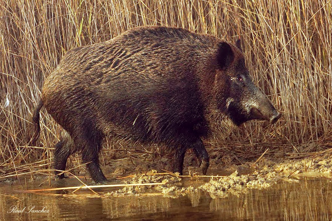 Naturaleza Viva : Jabali (Sus scrofa)