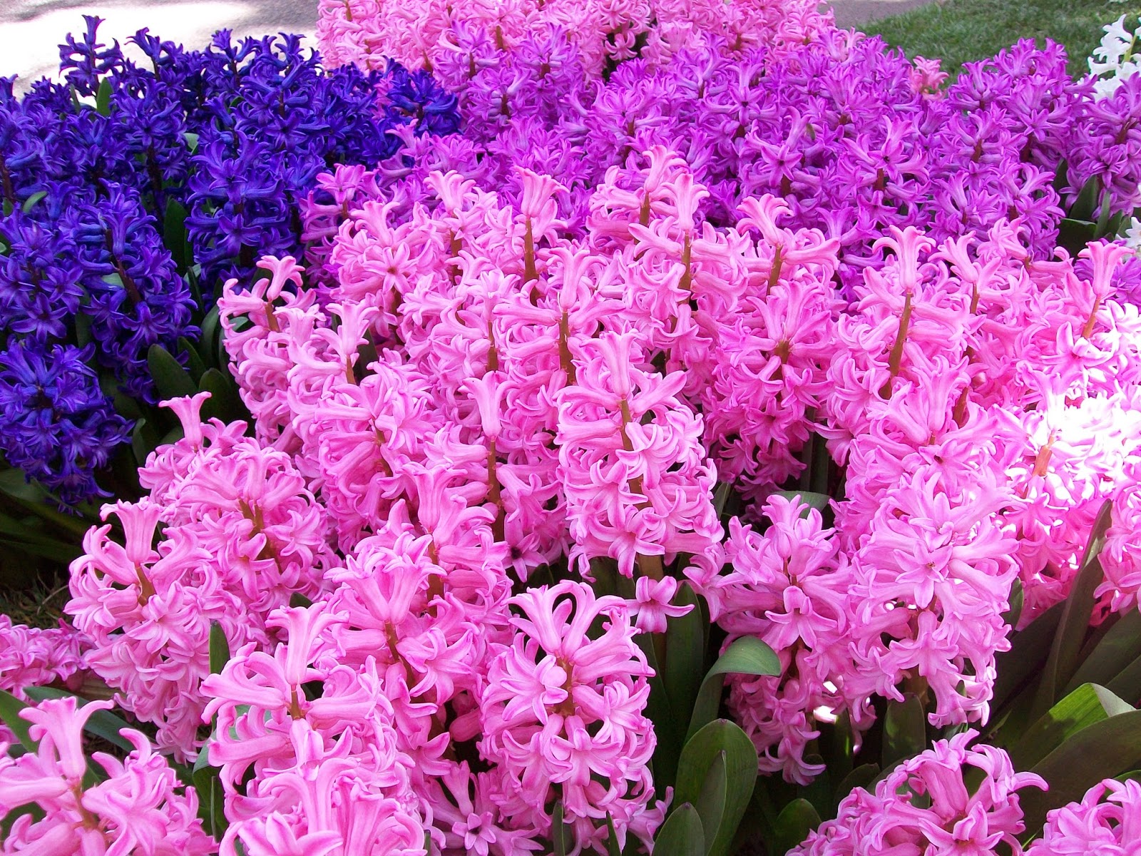 My Abundant Life: Melbourne International Flower Show Photos Part 1