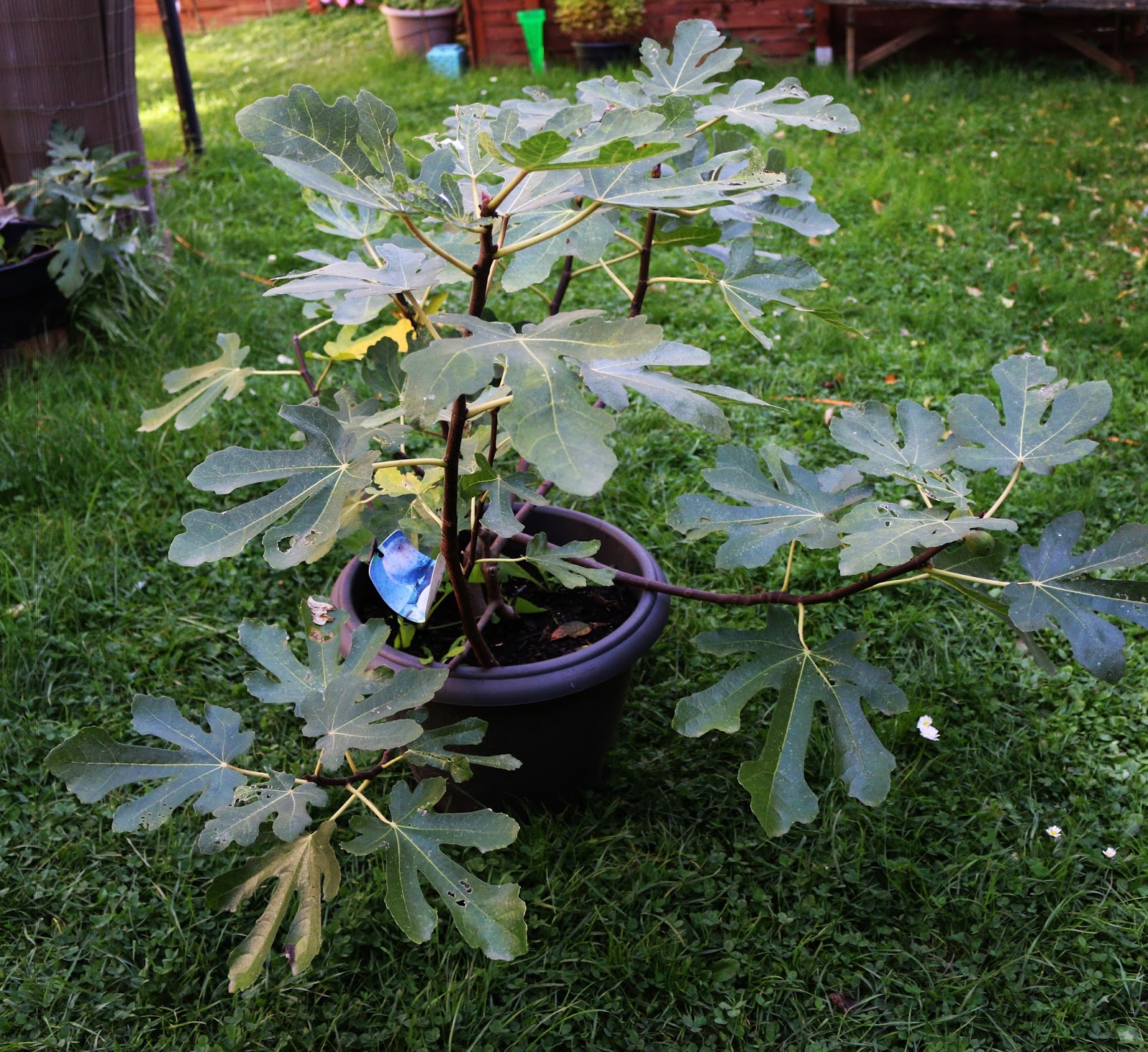 Le potager familial bio: La taille du figuier