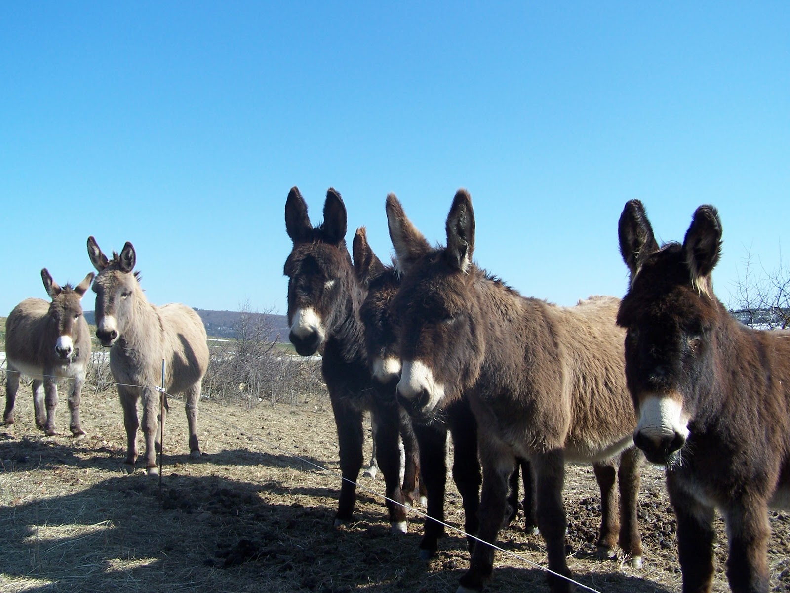Ferme du coq à l'âne 05: BALADES AVEC LES ANES