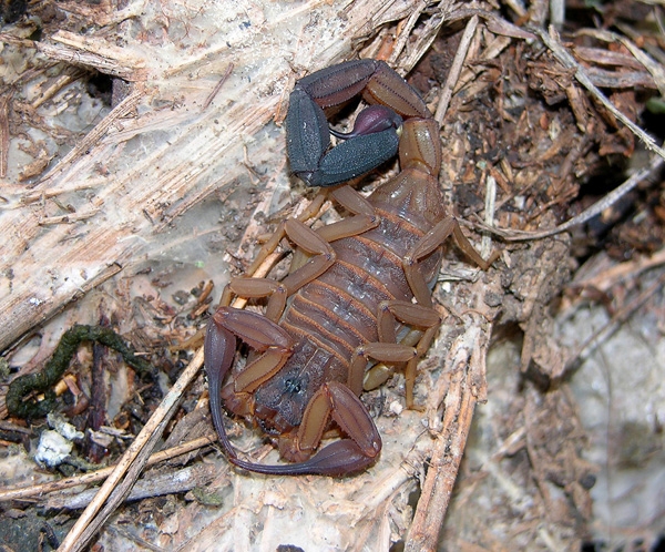 The Scorpion Files Newsblog: Rhopalurus junceus venom in alternative ...