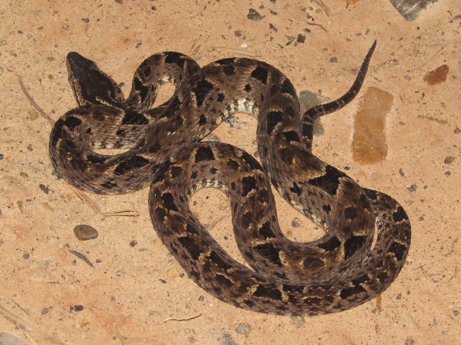 ANIMALES PONZOÑOSOS DE COLOMBIA