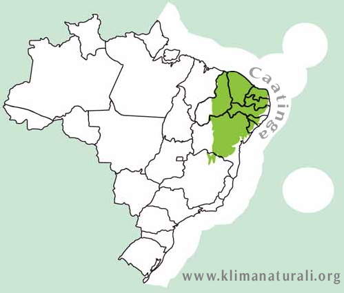 CAATINGA, BIOMA BRASILEIRO