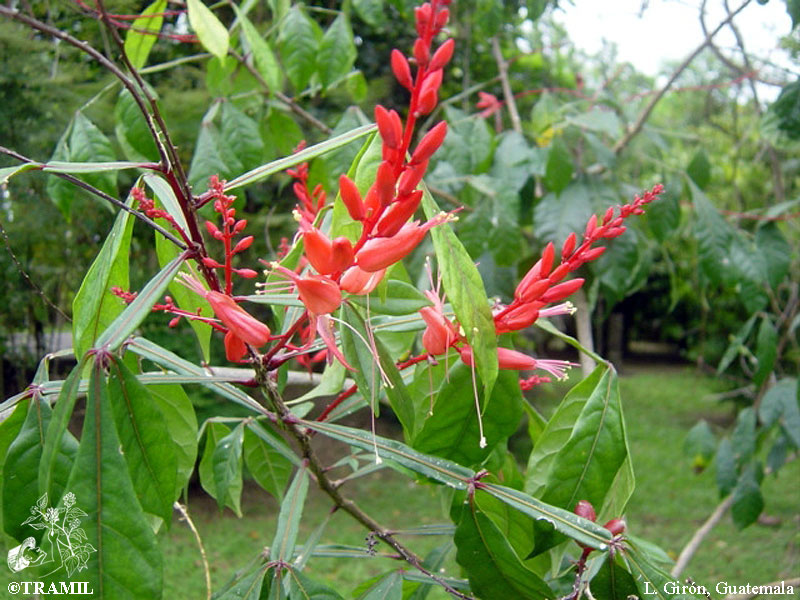 CALDEIRÃO DE PLANTAS MEDICINAIS: Quássia - Quassia amara
