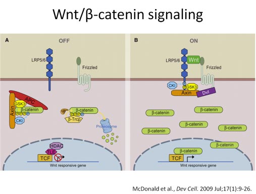 The Pharmacist Help: Wnt/b-catenin Pathway