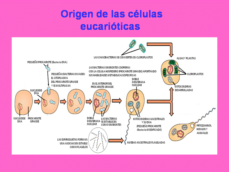 L122: BACTERIOLOGIA GENERAL