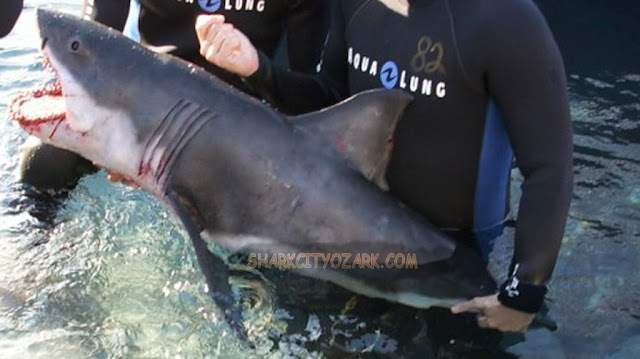 Phantom Sharks and Mutant Alligators Come to Life at Shark City ...