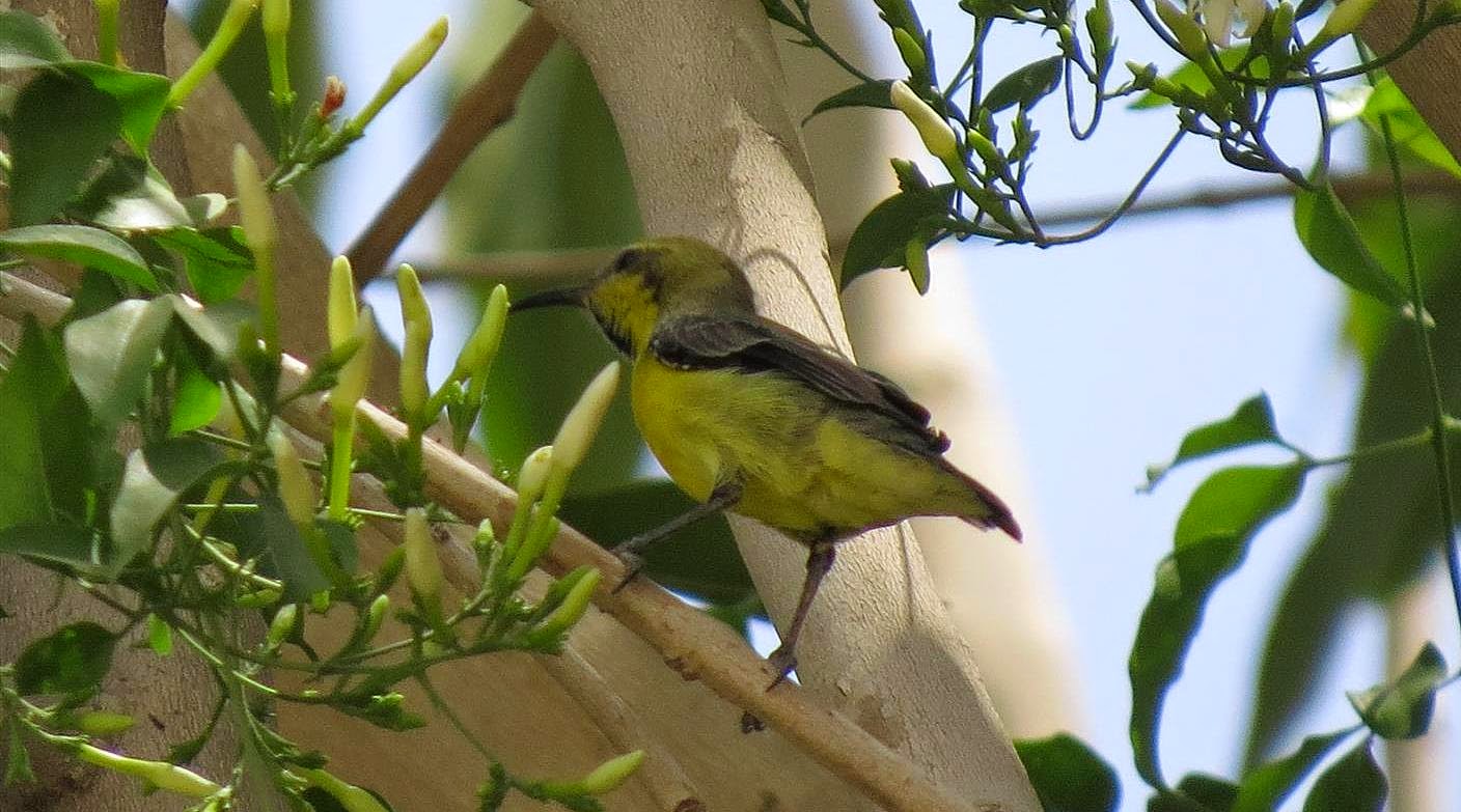 Birding for a Lark: Round the block in Muscat